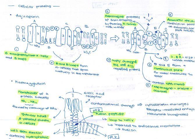 H3 Proteomics Notes, Hobbies & Toys, Books & Magazines, Assessment ...