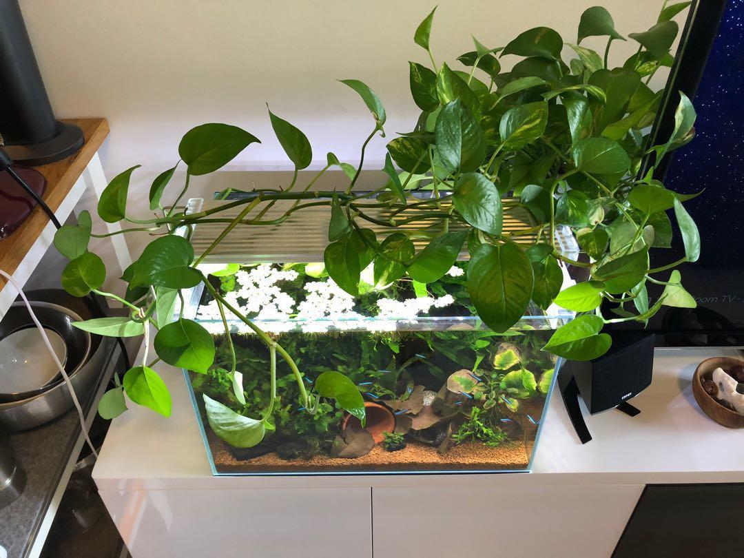 45x30x27cm planted fish tank with equipments for sale (pothos plant not ...