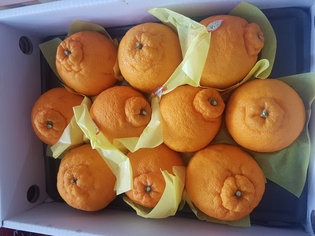 Jeju Hallabong (Korean Mandarin Oranges), Food & Drinks, Chilled ...