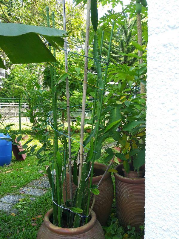 Rare Sale: Red Meat Dragon Fruit Plant, Furniture & Home Living ...