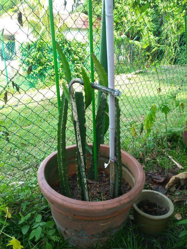 Rare Sale: Red Meat Dragon Fruit Plant, Furniture & Home Living ...