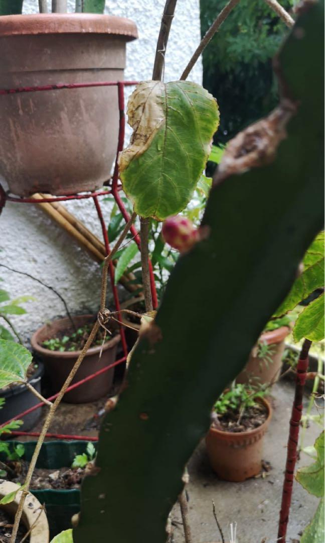 Rare Sale: Red Meat Dragon Fruit Plant, Furniture & Home Living ...