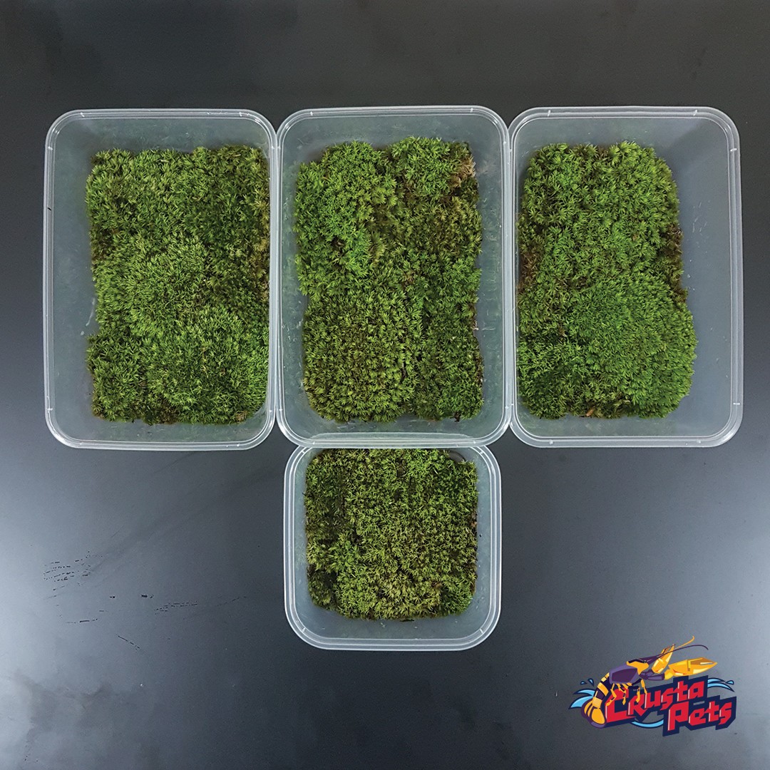 LIVE Holland Moss for Terrarium / Vivarium / Paludarium / Bonsai ...
