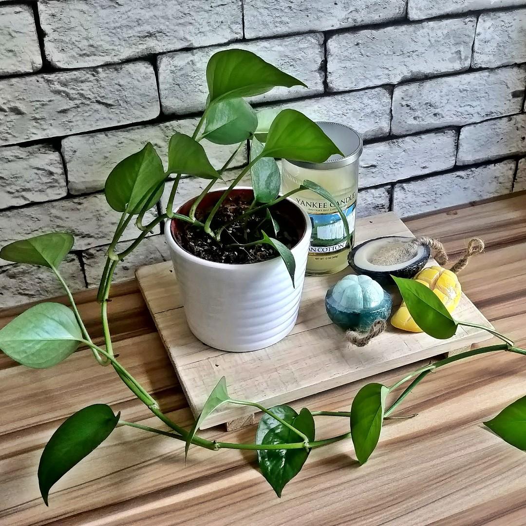 [Customized] Rustic Wooden Base Plate Frame, Hobbies & Toys, Stationery ...