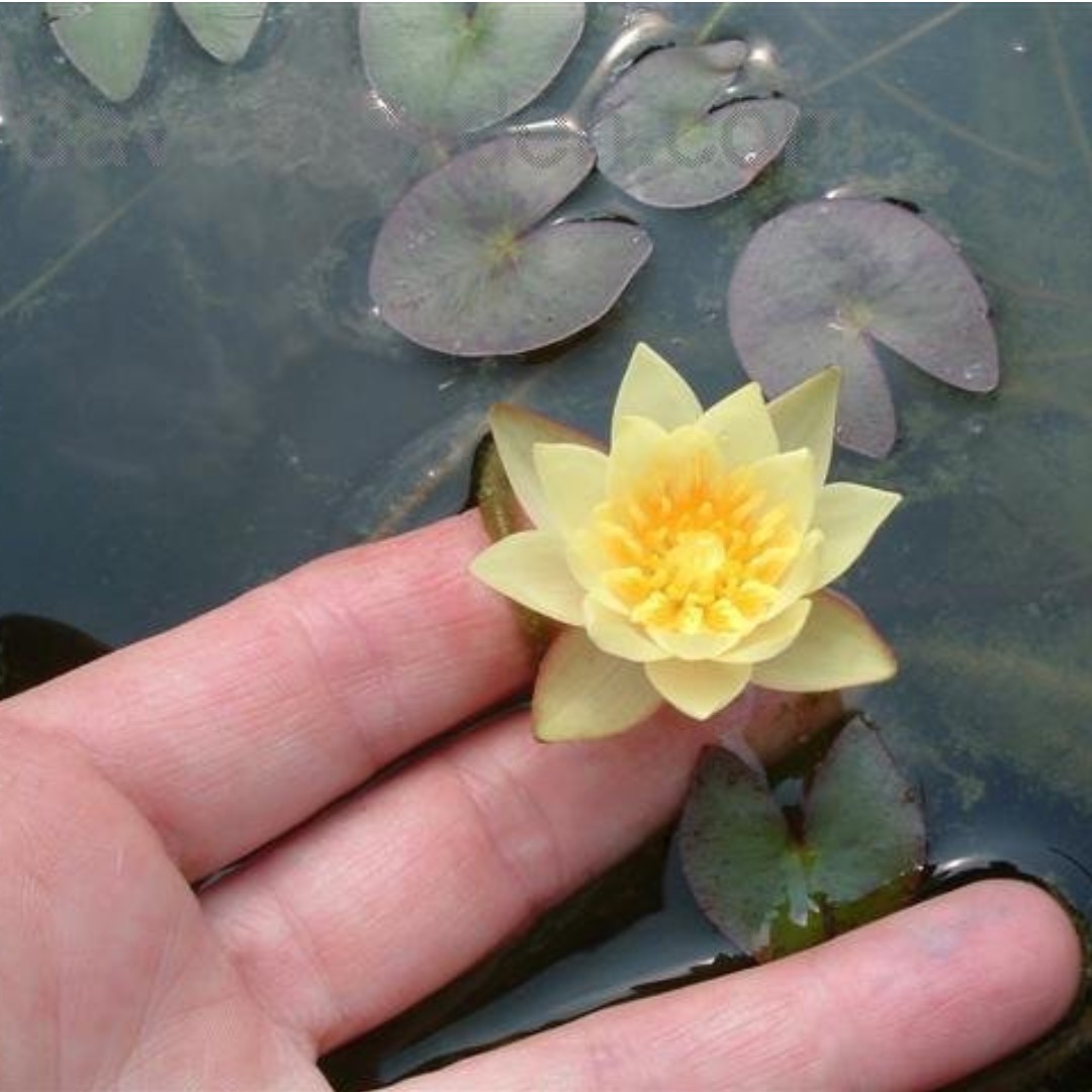 Waterlily Helvola - Miniature (Nymphaea 'Pygmaea Helvola'), Furniture ...