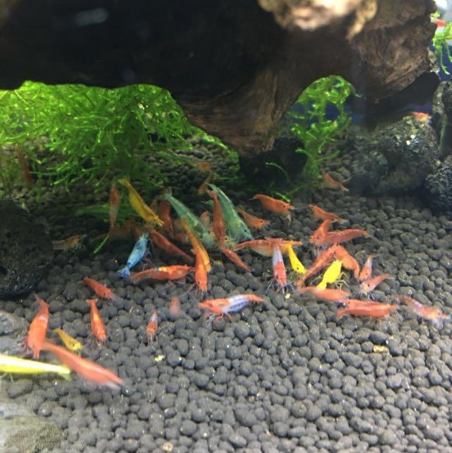 TAIWAN Skyfish Premium Shrimp food, Pet Supplies, Pet Food on Carousell