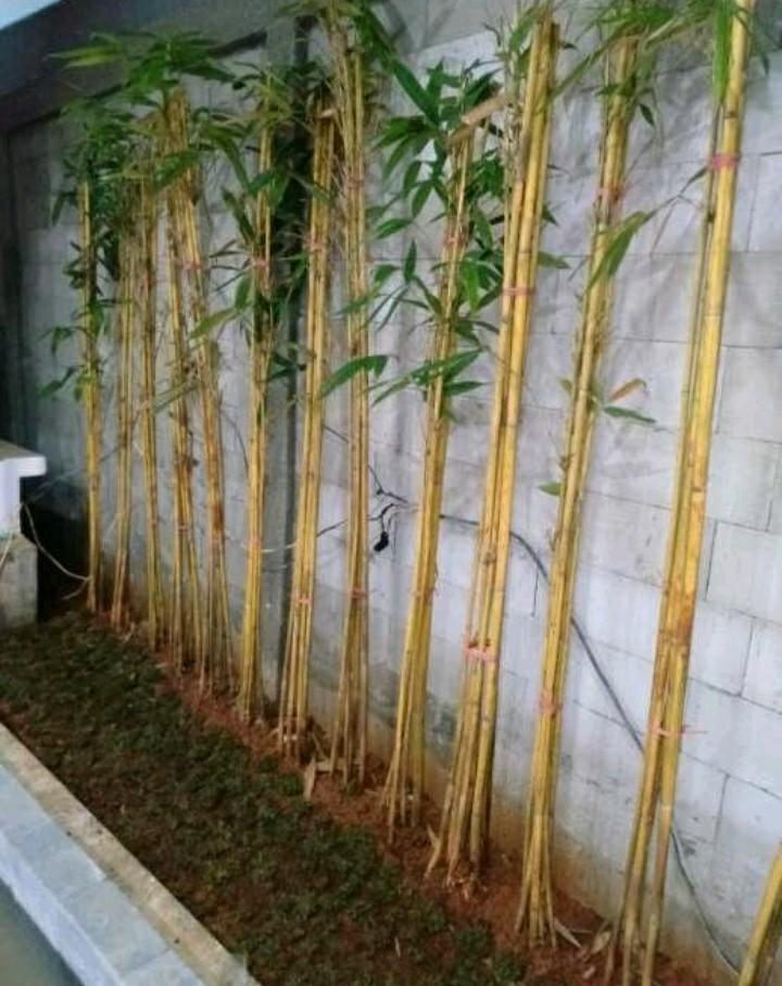 Bambu Panda Landscafe Taman Bambu Panda Penghias Dinding Tembok, Desain ...