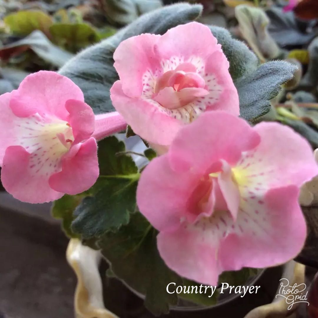 Mini Sinningia “Country Prayer”, Furniture & Home Living, Gardening ...