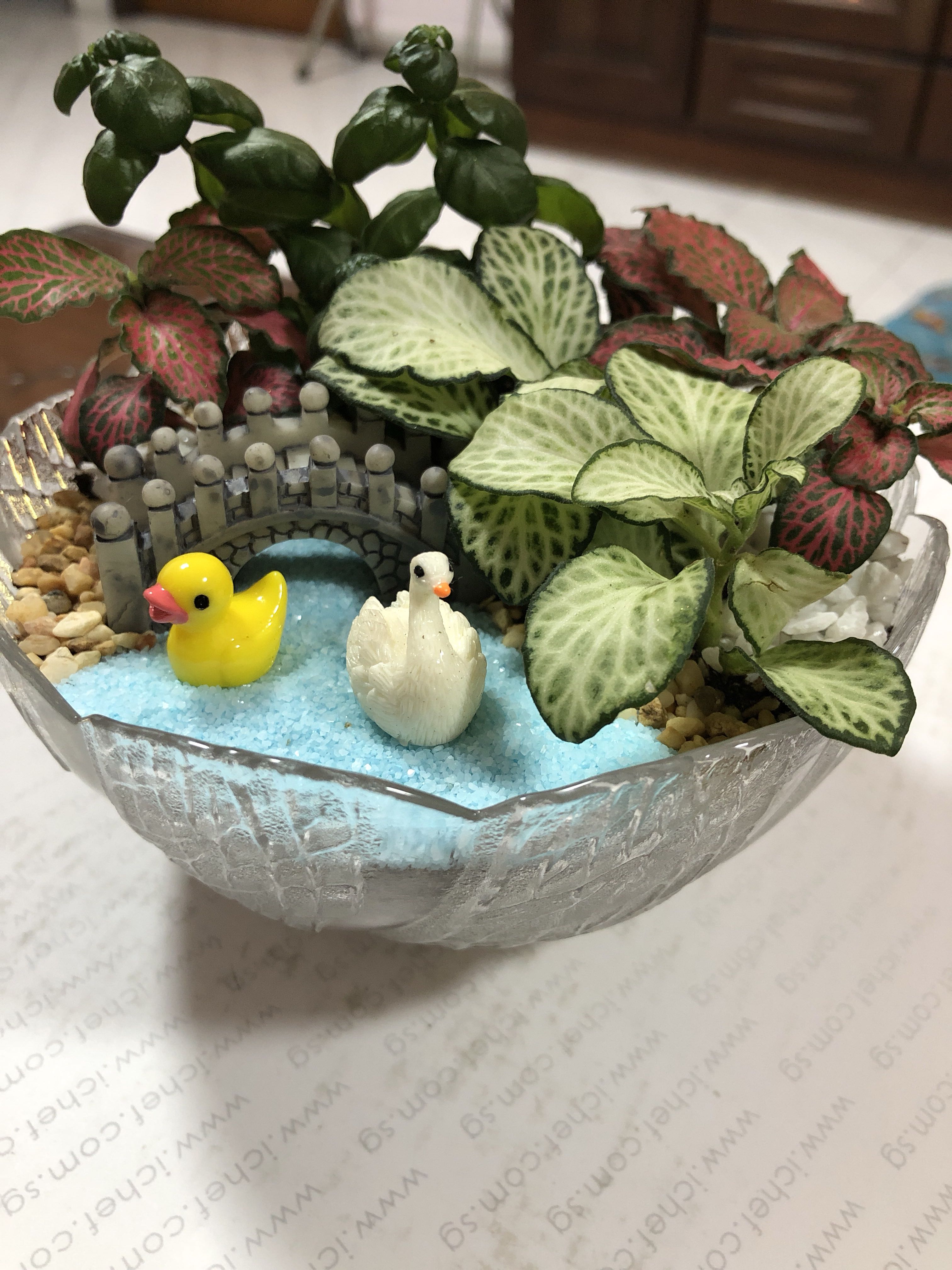 Terrarium (pond design ), Furniture & Home Living, Home Decor ...