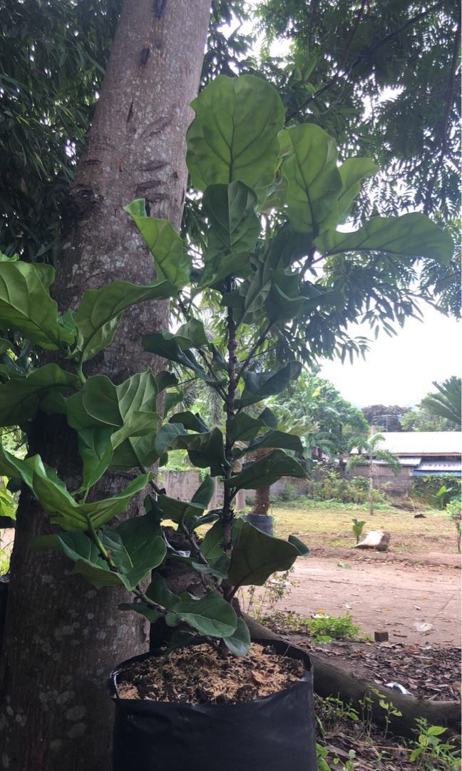 Fiddle Leaf Fig Tree Ficus Lyrata Furniture And Home Living Gardening