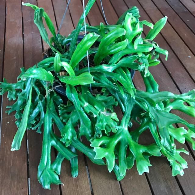 Pyrrosia longifolia var cristata fern for sale, Furniture & Home Living ...