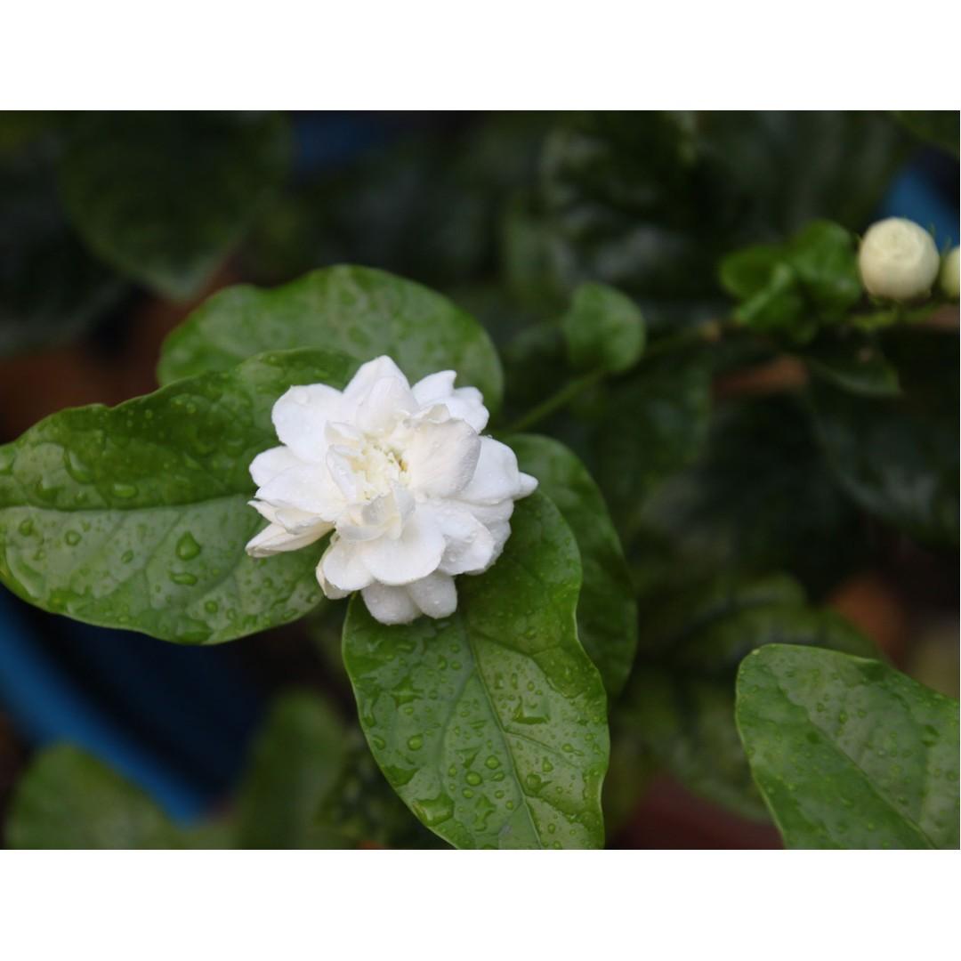 Mid-year promo: Jasmine, Jasminum sambac 'Grand Duke of Tuscany ...