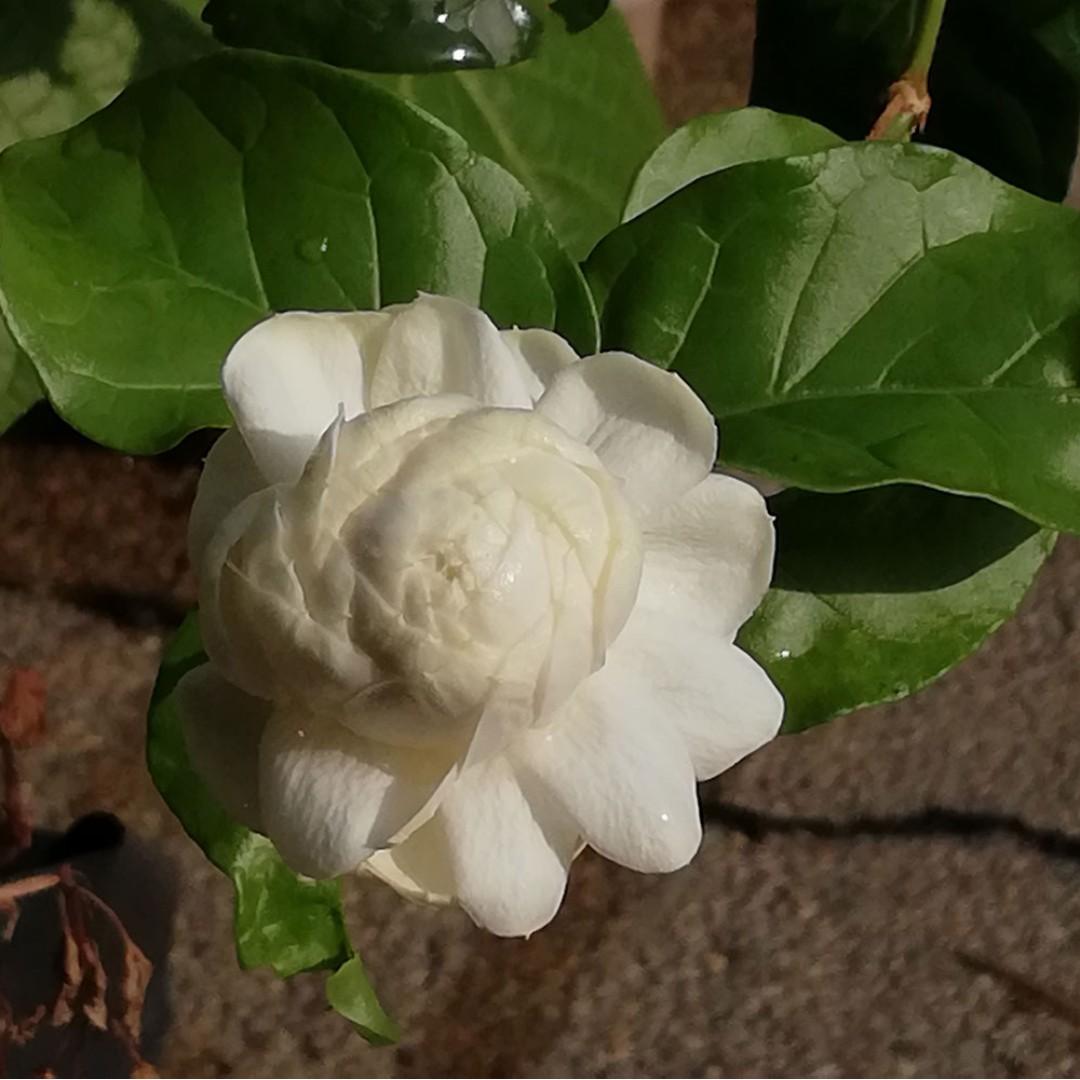 Mid-year promo: Jasmine, Jasminum sambac 'Grand Duke of Tuscany ...