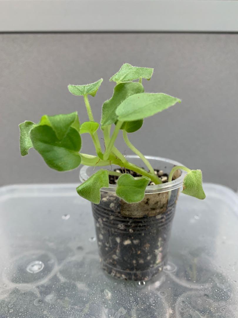 African Violet “Rob’s Humpty Doo (Trailers)“ suckers, Furniture & Home ...
