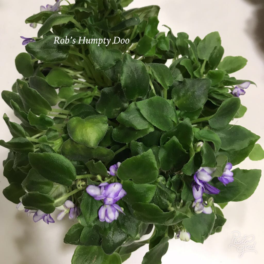 African Violet “Rob’s Humpty Doo (Trailers)“ suckers, Furniture & Home ...
