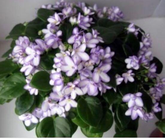African Violet “Rob’s Humpty Doo (Trailers)“ suckers, Furniture & Home ...