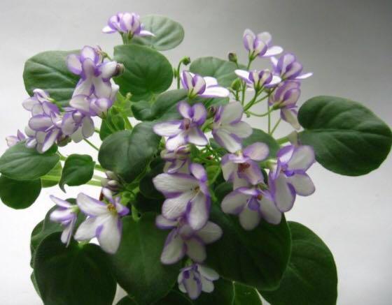 African Violet “Rob’s Humpty Doo (Trailers)“ suckers, Furniture & Home ...