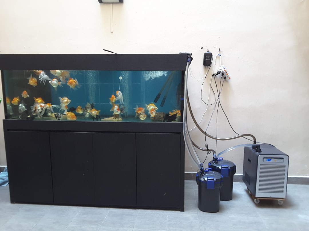 Fish tank in set, Everything Else on Carousell