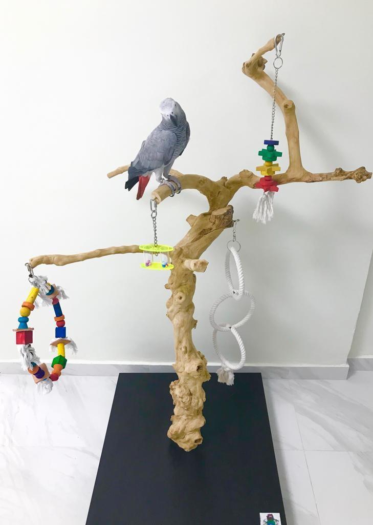 Java Tree stand, Pet Supplies, Homes & Other Pet Accessories on Carousell