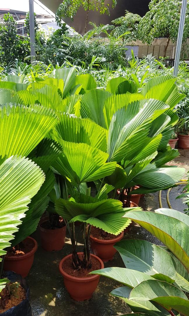 Plant - Licuala Grandis Palm ($58/$108), Furniture & Home Living ...