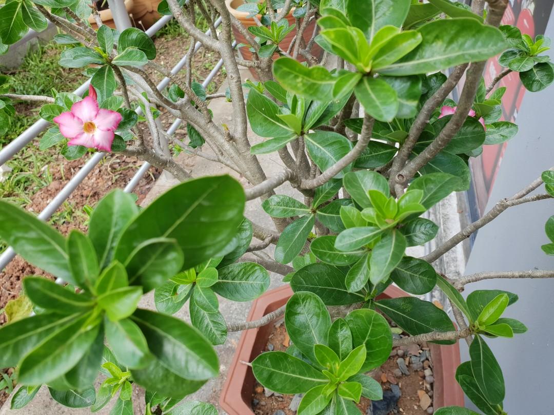 Adenium RCN, Furniture & Home Living, Gardening, Plants & Seeds on ...