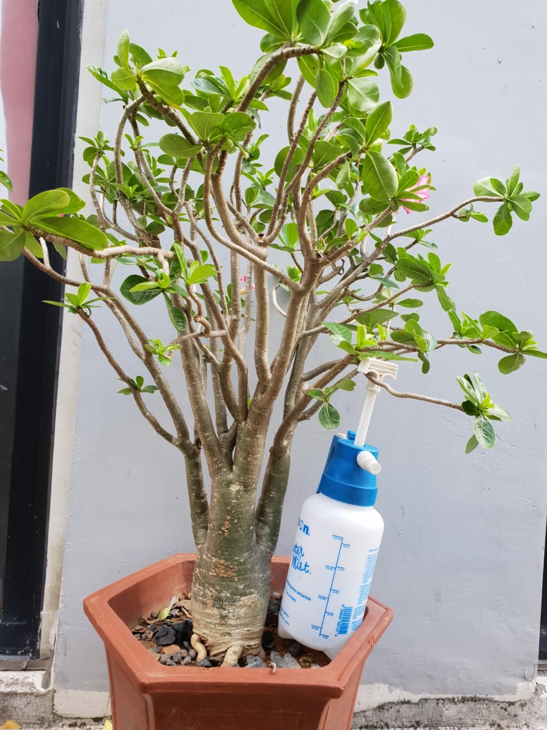 Adenium RCN, Furniture & Home Living, Gardening, Plants & Seeds on ...