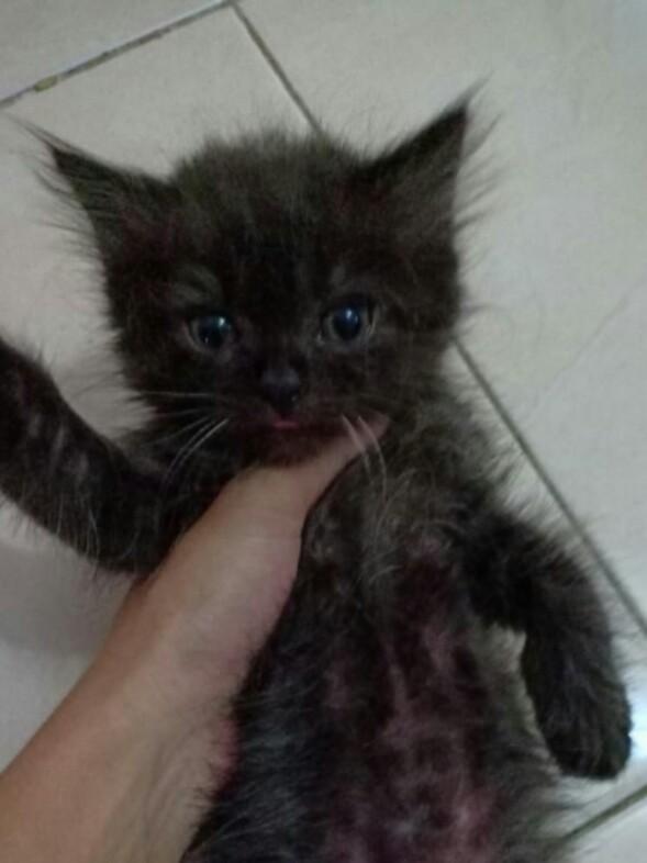 Anak kucing persia medium kitten black solid, Perlengkapan Hewan ...