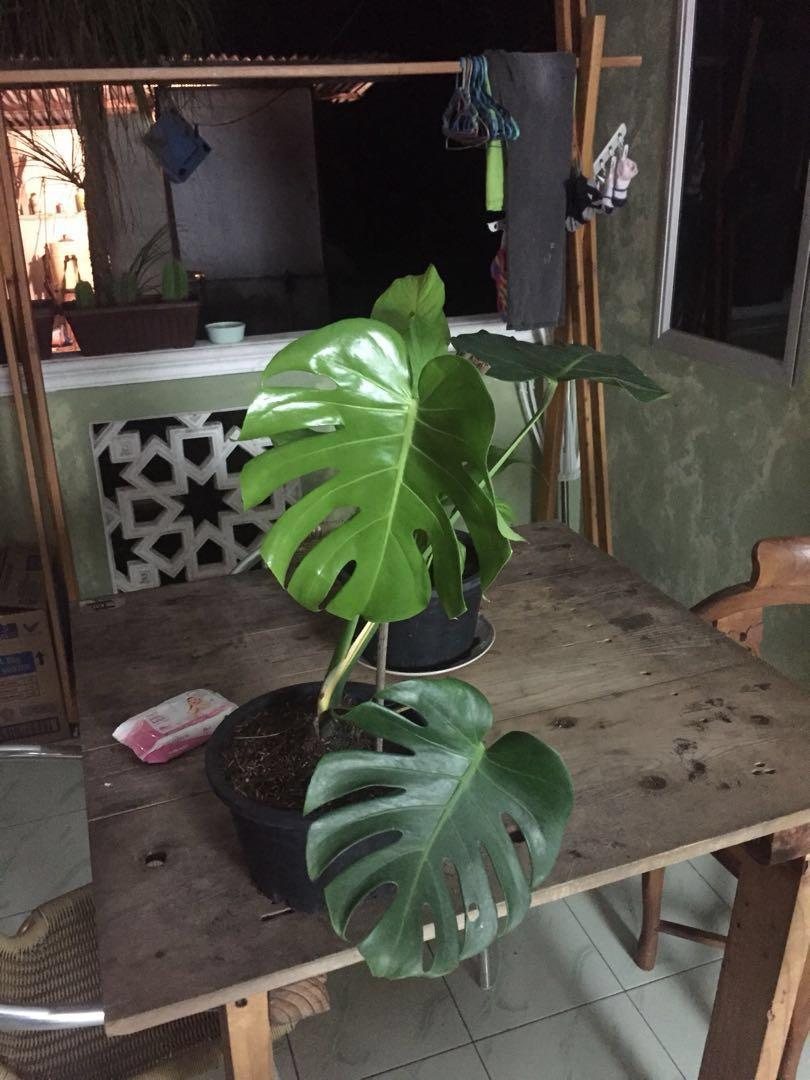 Real Monstera Medium size, Furniture & Home Living, Gardening, Plants ...