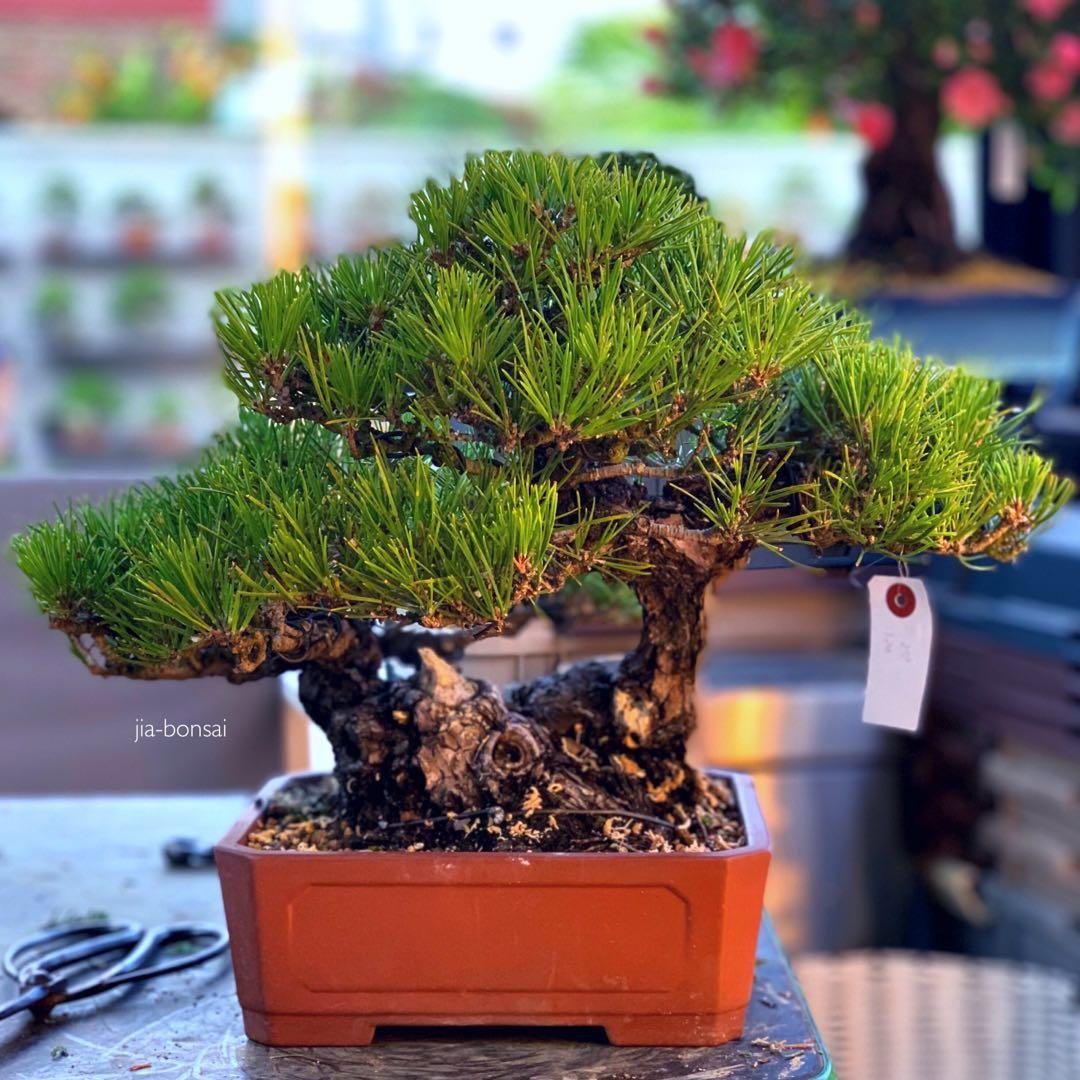 Rare twin trunk Japanese Black Pine, Furniture & Home Living, Gardening ...
