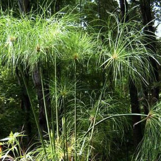 Large Egyptian papyrus plant, Gardening on Carousell
