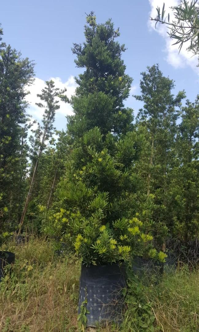 Podocarpus, Furniture & Home Living, Gardening, Plants & Seeds on Carousell