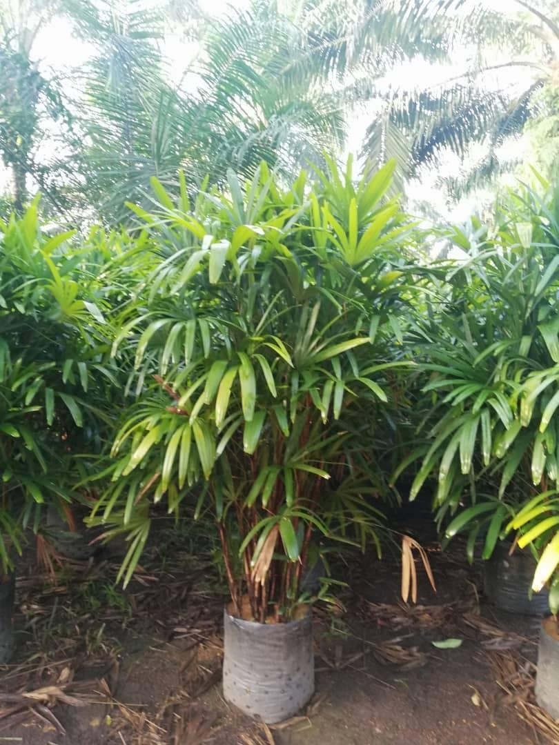 Rhapis excelsa, Furniture & Home Living, Gardening, Plants & Seeds on ...
