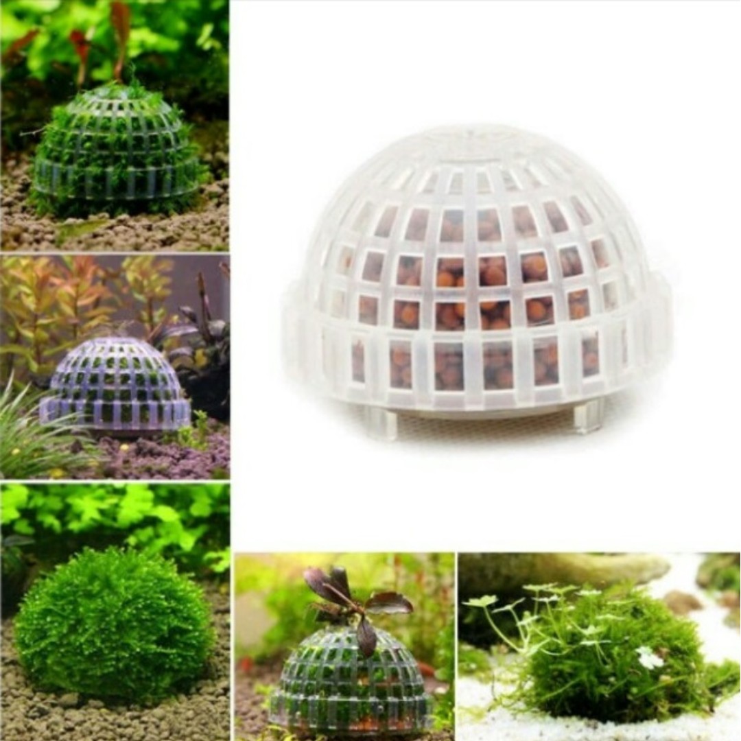 Aquatic Moss Holder (Christmas Moss, Mini Fissiden Moss, Mini Pelia ...