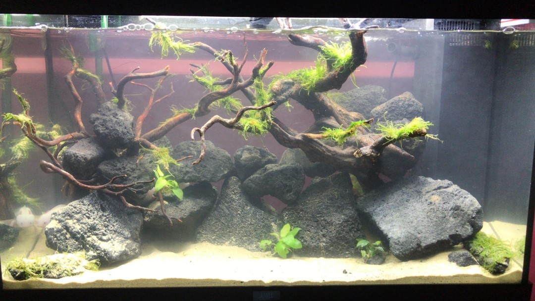 Aquascaping Crystal Tank, Pet Supplies, Homes & Other Pet Accessories ...