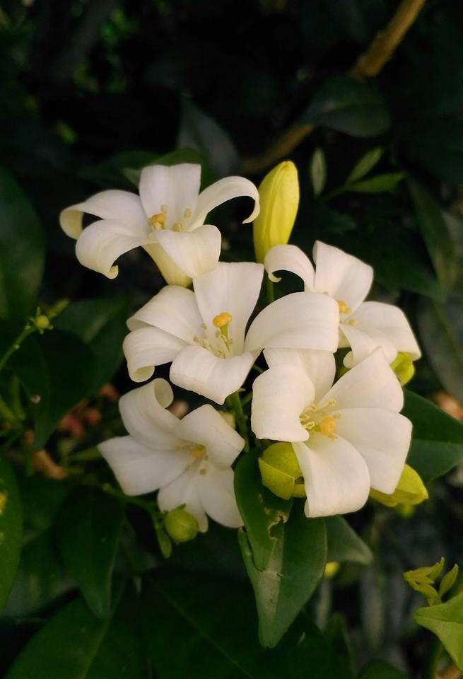 pokok kemuning kampung/biasa, Furniture & Home Living, Gardening ...