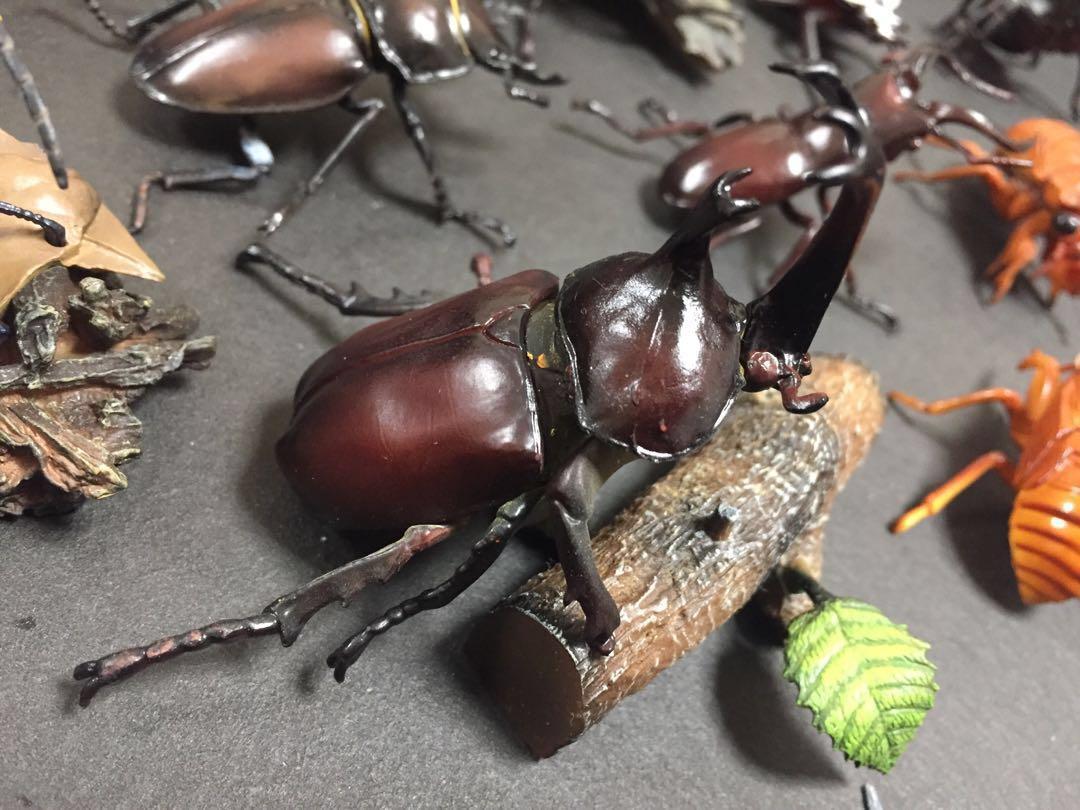 Super RARE life like Beetle collection !!, Hobbies & Toys, Toys & Games ...