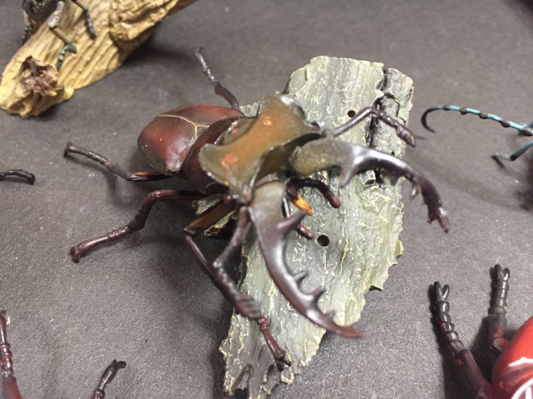 Super RARE life like Beetle collection !!, Hobbies & Toys, Toys & Games ...