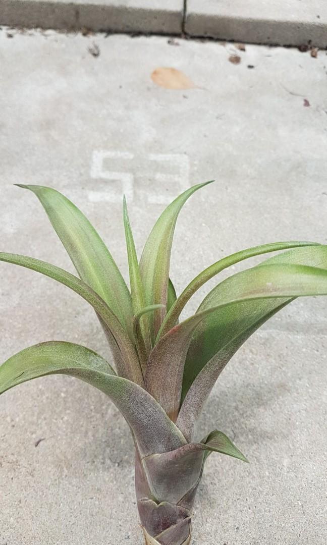 Airplant tillandsia capitata marron x capitata yellow copperleaf ...