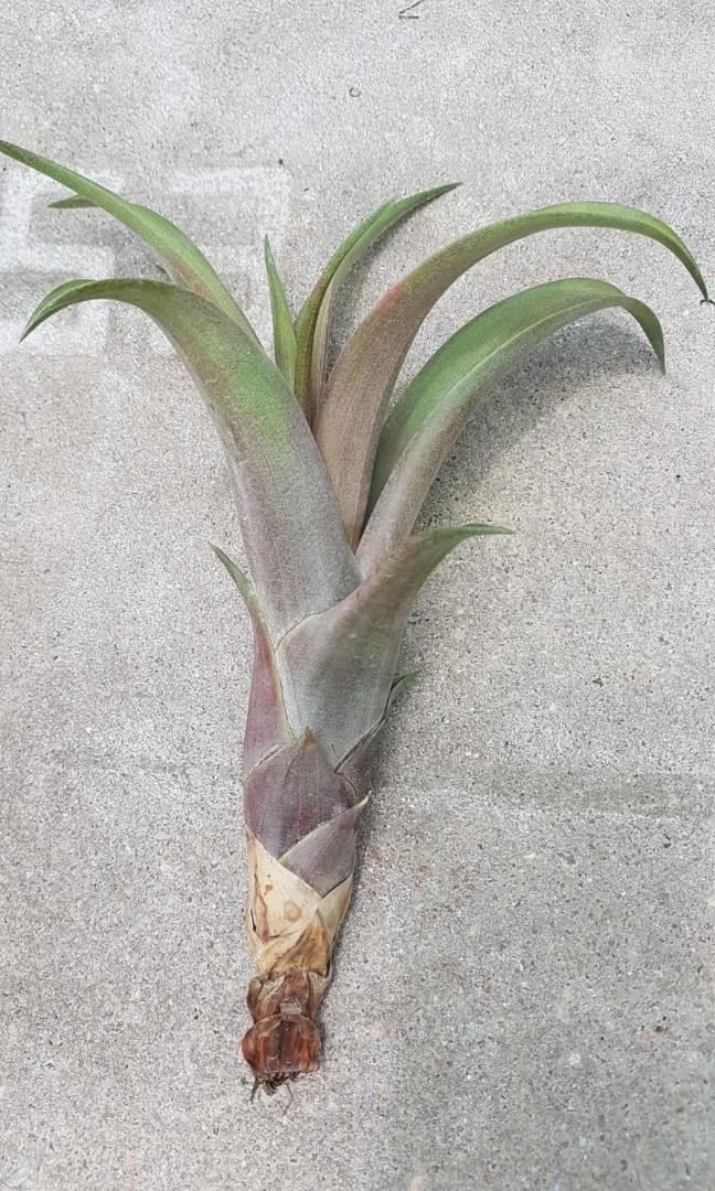 Airplant tillandsia capitata marron x capitata yellow copperleaf ...