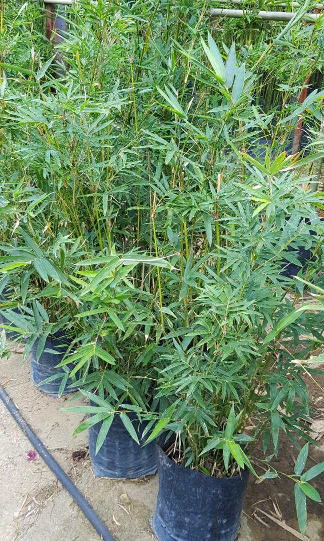 Plant - Hedge Bamboo / Bambusa Multiplex in pot (5-6 ft), Furniture ...