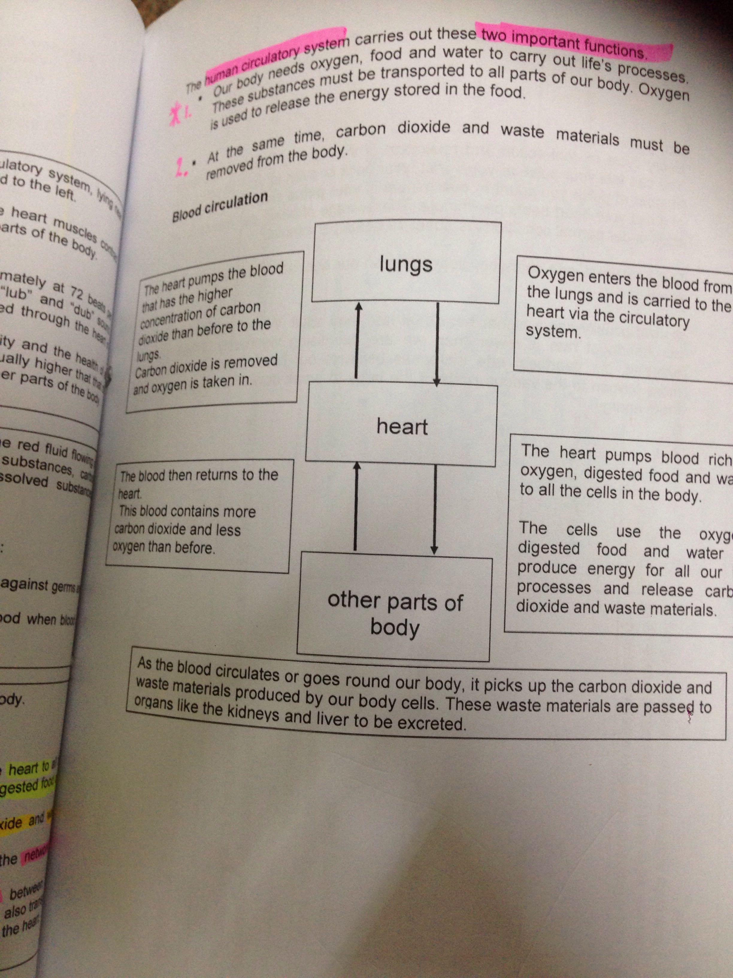 RGPS P5 Science File, notes, worksheets, Raffles Girls topical revision ...
