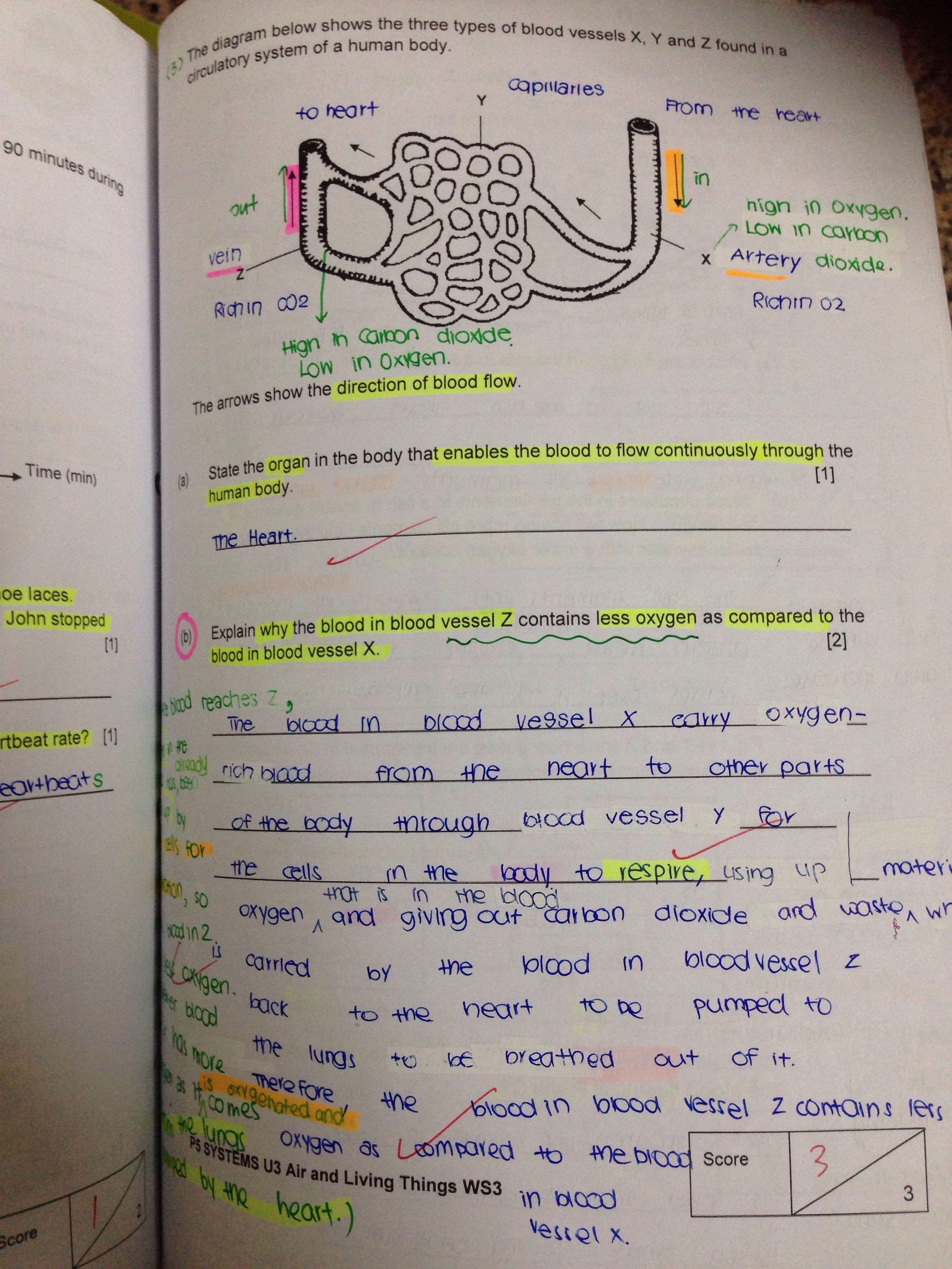 RGPS P5 Science File, notes, worksheets, Raffles Girls topical revision ...