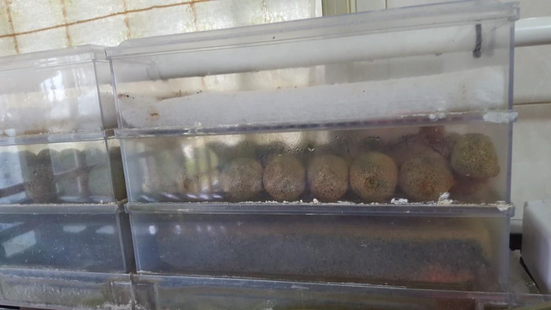 3ft Tank complete set, Pet Supplies, Homes & Other Pet Accessories on ...