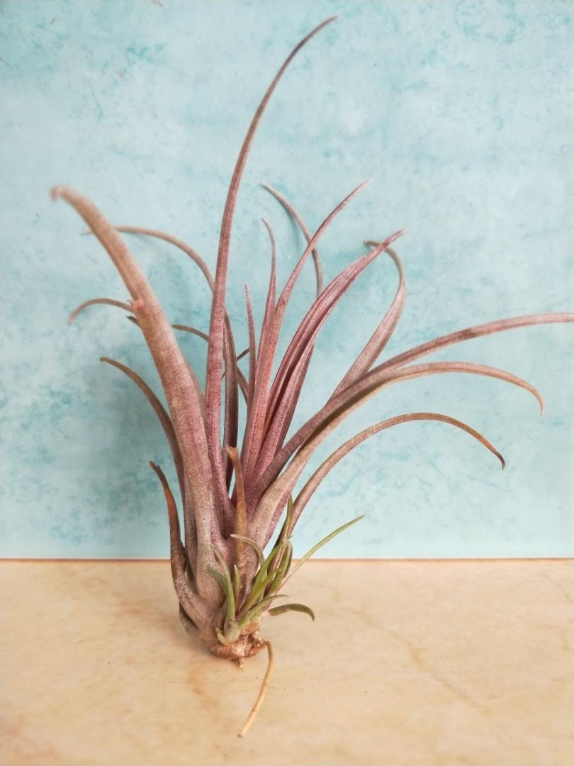 Tillandsia Capitata Domingensis with 2 pups, Furniture & Home Living ...