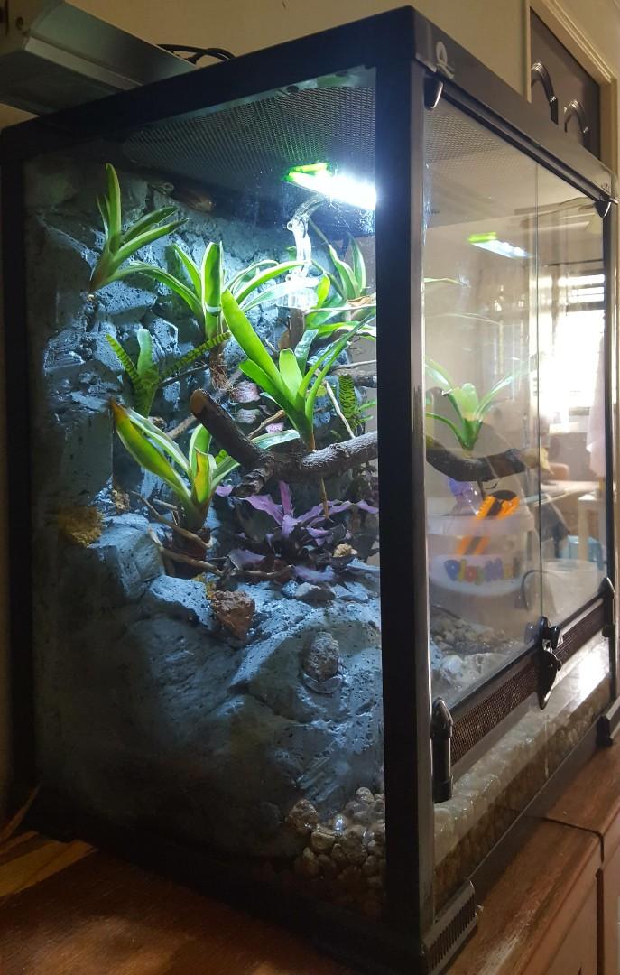 Terrarium (Atasuki brand), Pet Supplies, Homes & Other Pet Accessories ...