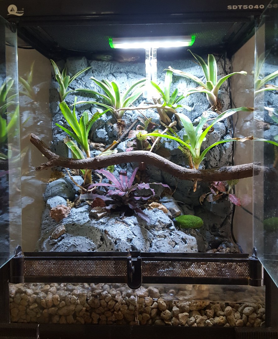 Terrarium (Atasuki brand), Pet Supplies, Homes & Other Pet Accessories ...