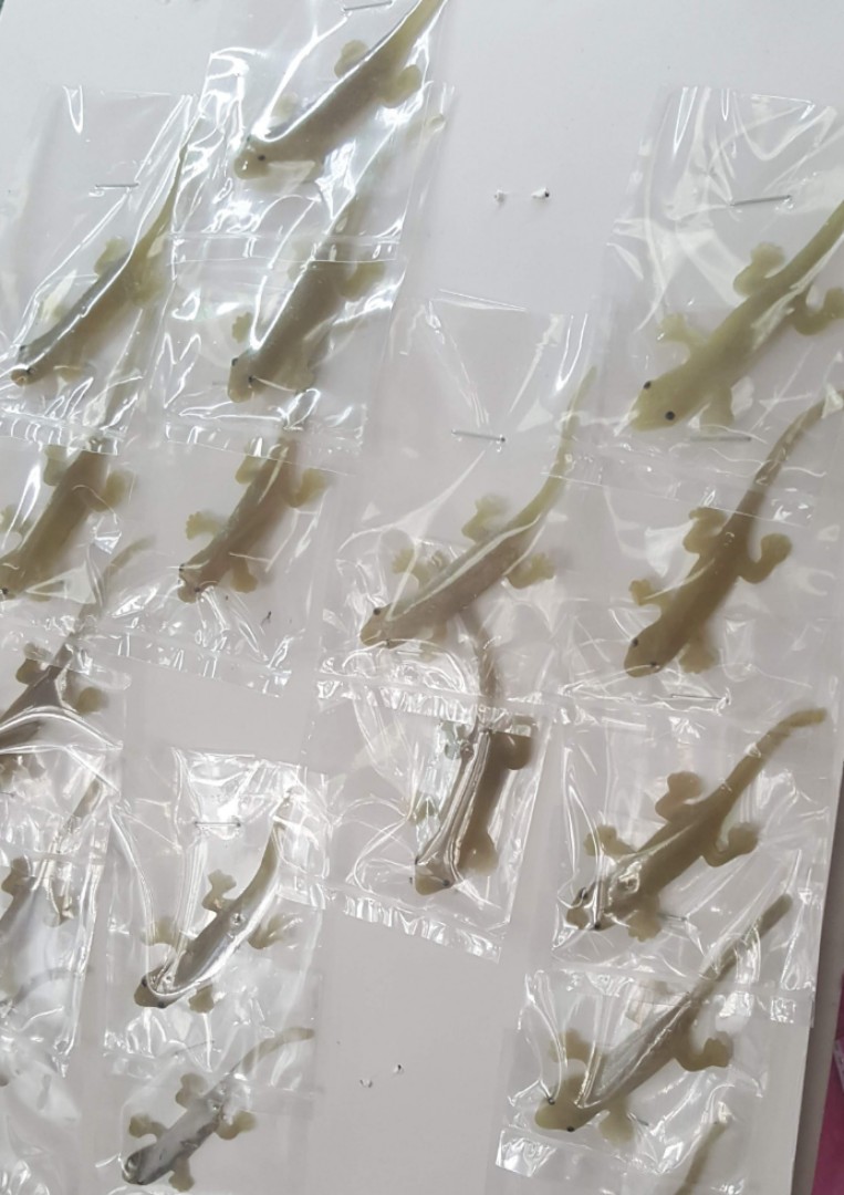 [Free Postage] Real size lizard prank, Hobbies & Toys, Memorabilia ...