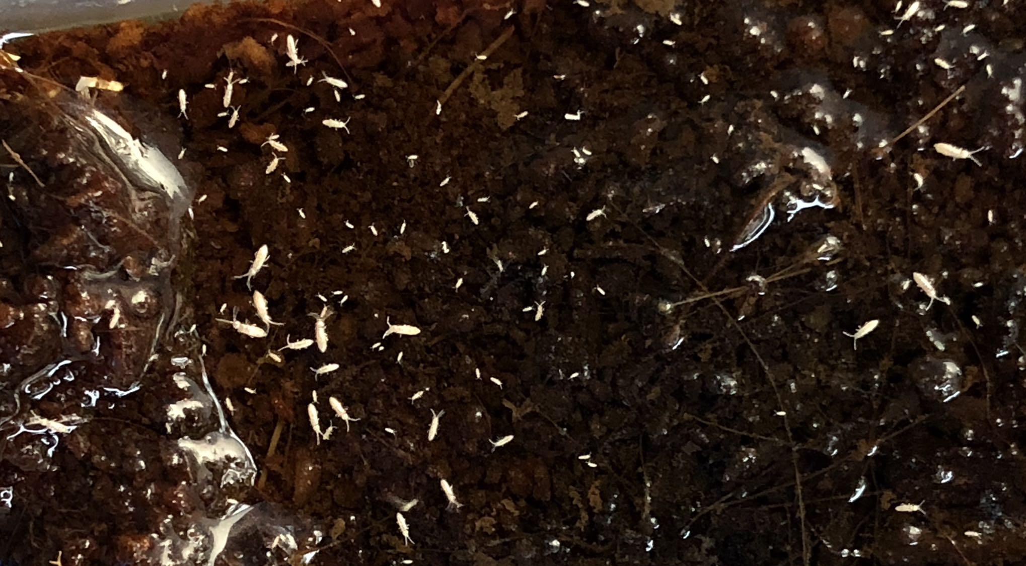 Terrarium springtail springtails, Furniture & Home Living, Gardening ...