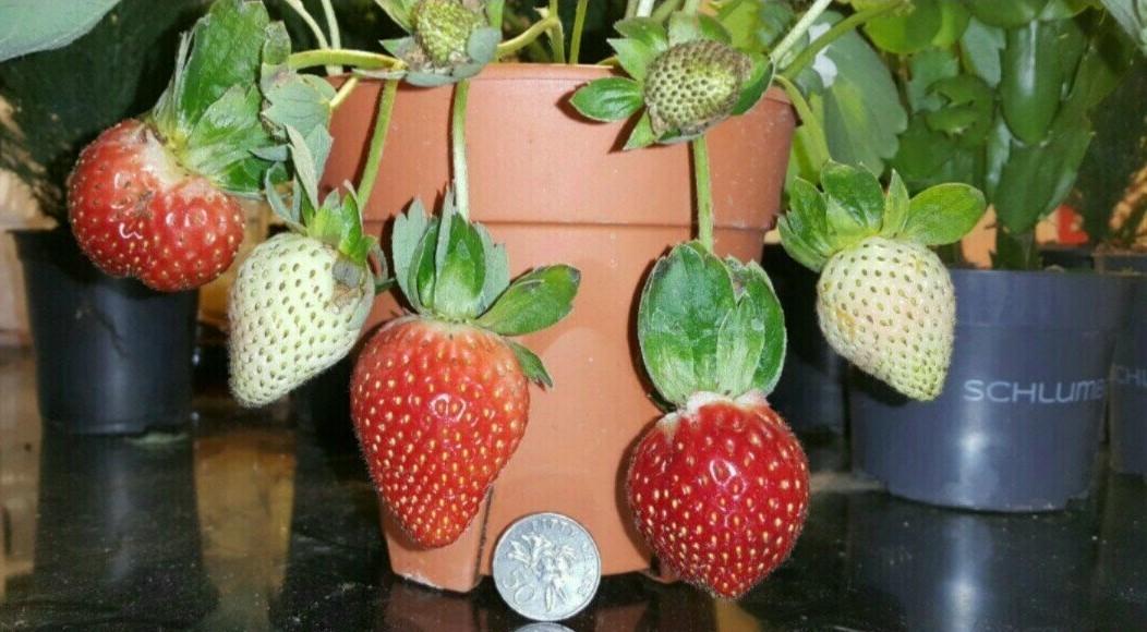 GROW your OWN STRAWBERRY MINI FARM!!, Furniture & Home Living ...