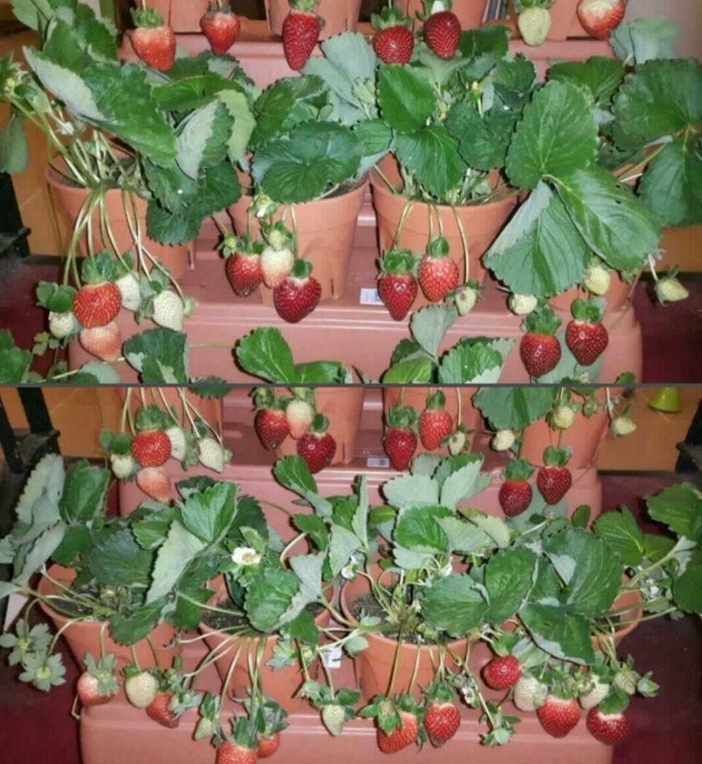 GROW your OWN STRAWBERRY MINI FARM!!, Furniture & Home Living ...